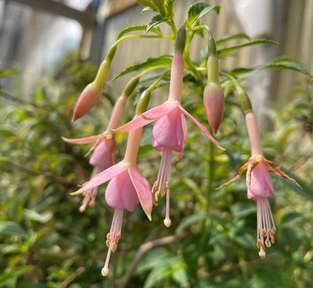 Fuchsia from multiple nurseries on Plant Lust