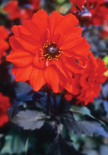 Dahlia 'Madame Simone Stappers' | Dahlia 'Madame Stappers' | Madame Simone Stappers Dahlia ...