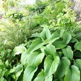 Hosta 'Jade Cascade' | | plant lust