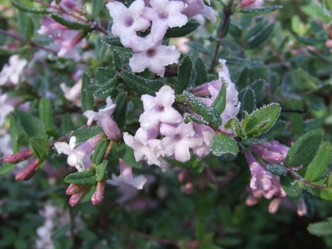 Lonicera rupicola var. syringantha | Lonicera syringantha | Lilac ...