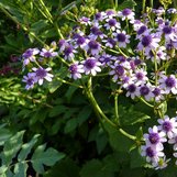 Pericallis papyracea | | plant lust