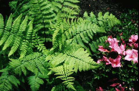 Dryopteris remota | Dryopteris x remota | Remote Wood Fern | Scaly ...