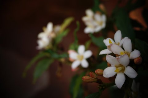 Mitriostigma axillare | African Gardenia | plant lust