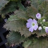 Primula moupinensis | Primula moupinense | Primrose | plant lust