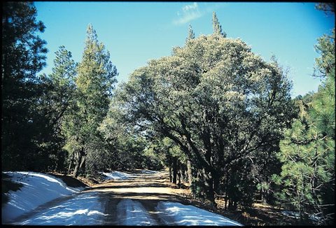 Quercus hypoleucoides | Quercus hypoleuca | Silver Oak | Silverleaf Oak ...