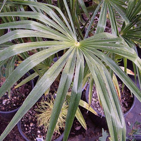 Trachycarpus nanus | Yunnan Dwarf Windmill Palm | plant lust