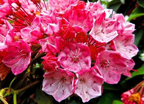 Kalmia latifolia 'Sepulga Pink' | Sepulga Pink Mountain Laurel | plant lust