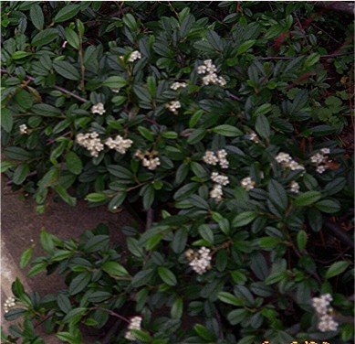 Cotoneaster salicifolius 'Repens' | Willowleaf Cotoneaster | plant lust