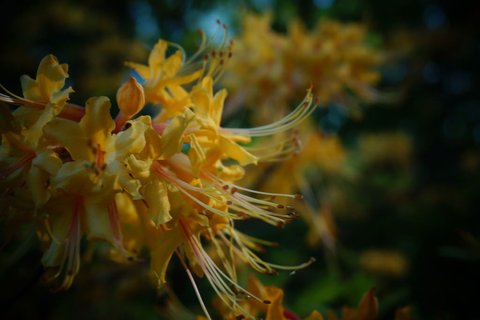 Earl's Gold Azalea | Rhododendron austrinum 'Earl's Gold' | Florida ...