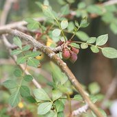 Bursera cuneata | plant lust