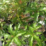 Quercus canbyi | Canby's Oak | Sierra Red Oak | plant lust