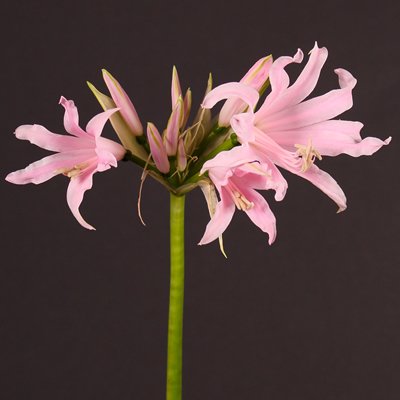 x Amarine tubergenii Belladiva 'Emanuelle' | Amarine tubergenii ...
