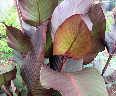 Canna musifolia 'Red' | Canna musafolia 'Rubra' | Banana Canna | plant lust