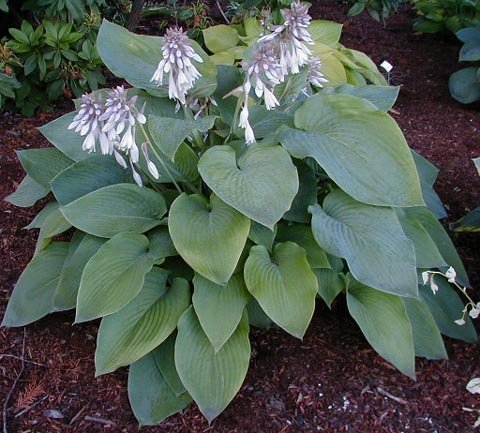 Hosta 'Goliath' | | plant lust