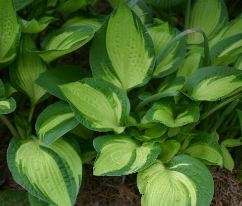 Hosta 'Janet Day' | plant lust