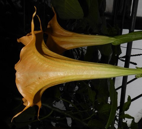 Brugmansia 'Jean Pasko' | Brugmansia 'Jean Pasco' | Angel's Trumpet ...