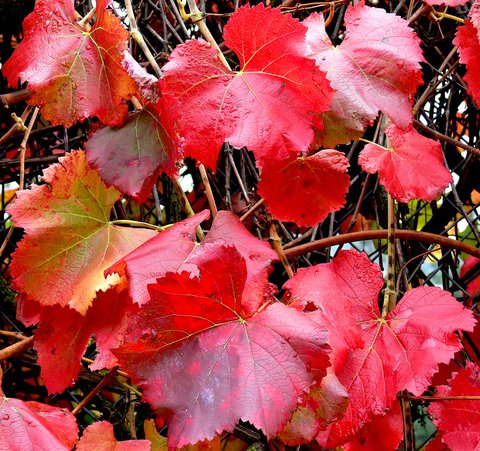 Vitis 'Roger's Red' | Vitis californica x vinifera 'Rogers Red' | Roger ...