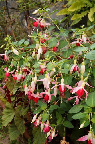 Fuchsia 'Celia Smedley' | plant lust