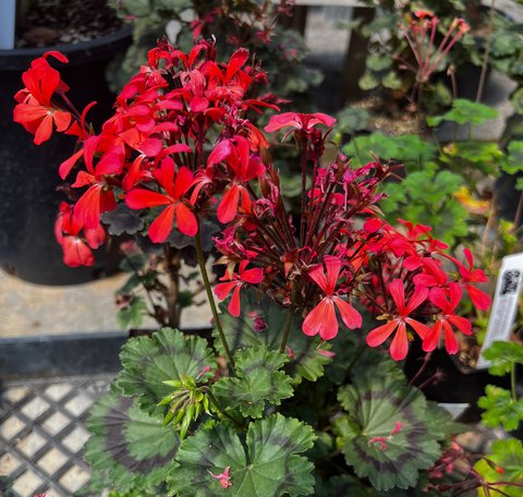 Pelargonium 'The Boar' | Pelargonium 'Black Boar' | Pelargonium 'The ...