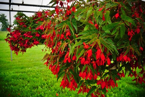 Begonia 'Encanto Red' | Begonia x boliviensis 'Encanto Red' | Encanto ...