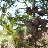 Hakea salicifolia | Hakea saligna | Willow-leaf Hakea | plant lust