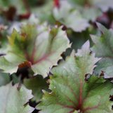 Ligularia 'Osiris Fantaisie' | Osiris Fantaisie Big Leaf Ligularia | Osiris Fantaisie Golden Ray ...