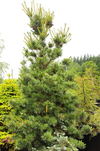 Pinus parviflora 'Cleary' | Cleary Japanese White Pine | plant lust