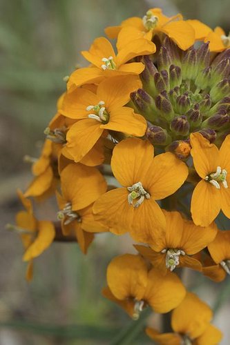 Erysimum capitatum | Erysimum capitatum ssp. capitatum | Prairie Rocket ...