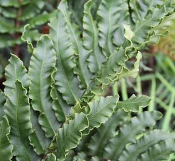 Parablechnum from multiple nurseries on Plant Lust