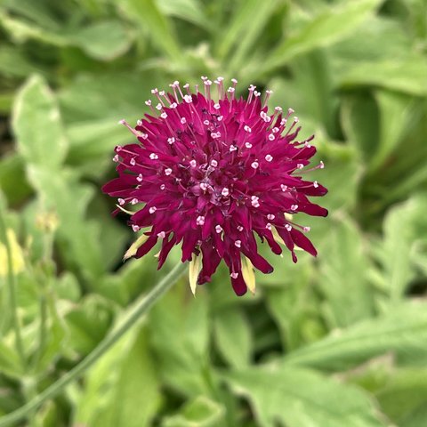 Knautia macedonica 'Thunder and Lightning' | Thunder and Lightning ...