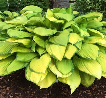 Sebright Gardens - plant lust