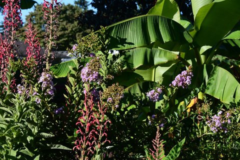 Lagerstroemia 'Yuma' | Lagerstroemia x fauriei ‘Yuma’ | Yuma Crape ...