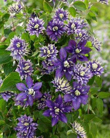 Clematis 'Taiga' | | plant lust