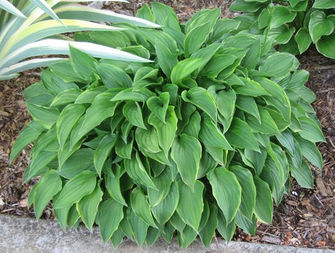 Hosta 'Lemon Delight' | | plant lust