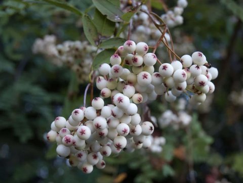Sorbus cashmiriana | Sorbus cashmeriana | Kashmir Rowan Tree | MOUNTAIN ...