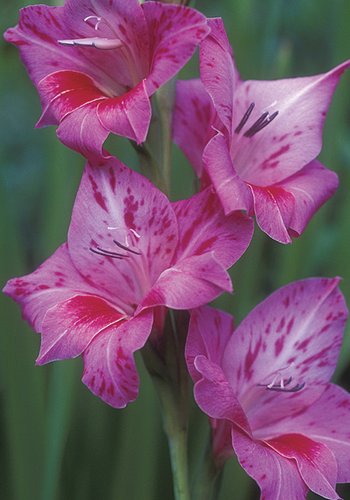 Gladiolus 'Bibi' | Bibi Gladiolus | plant lust