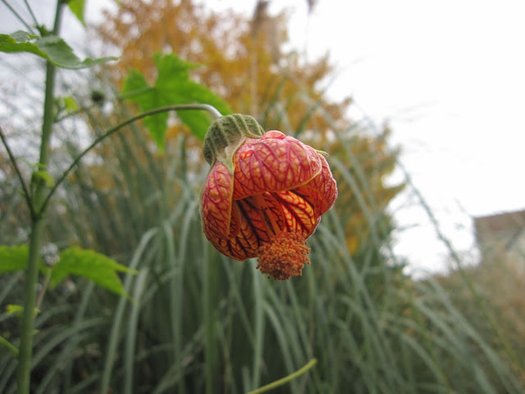 Abutilon 'Temple Bells' | Abutilon 'Red-veined Orange' | Temple Bells ...