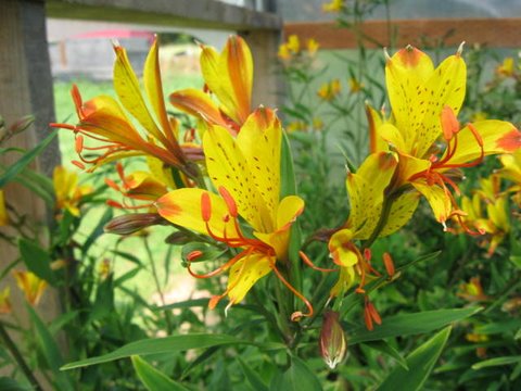 Alstroemeria 'Glory of the Andes' | Glory of the Andes Peruvian Lily ...