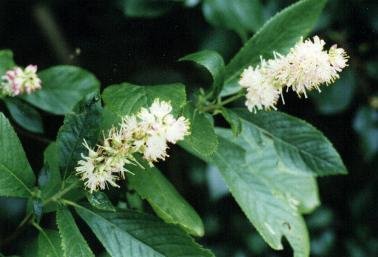 Clethra alnifolia 'Hummingbird' | Hummingbird Summer Sweet ...