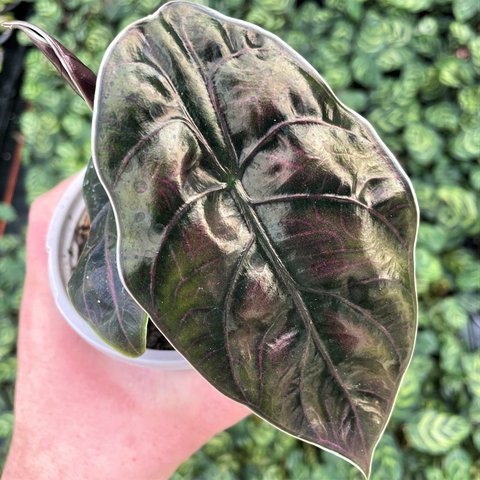 Alocasia azlanii | | plant lust