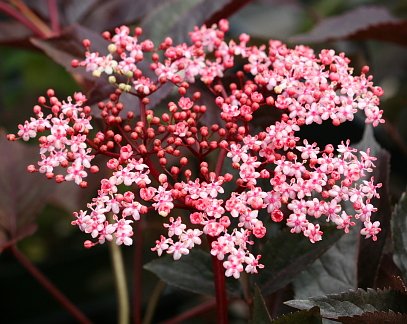 Sambucus nigra 'Thundercloud' | Sambucus nigra f. porphyrophylla ...