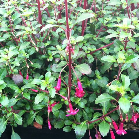 Fuchsia 'Isis' | | plant lust