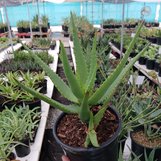 Aloe Moonglow™ | Aloe 'Moon Glow' | Aloe 'Moonglow' | plant lust