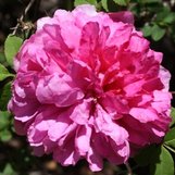 Rosa roxburghii | Rosa roxburghii f. roxburghii | Chestnut Burr Rose ...