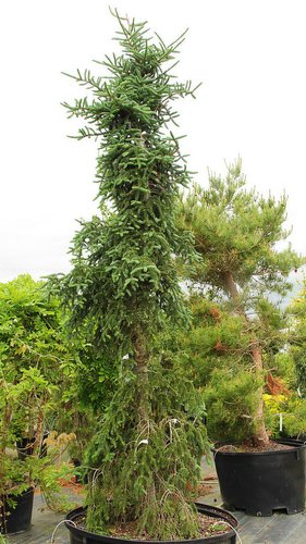 Abies balsamea 'Weeping Larry' | Abies balsamea 'Larry's Weeping ...