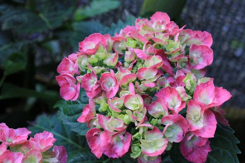 Hydrangea macrophylla 'Marissa' | | plant lust