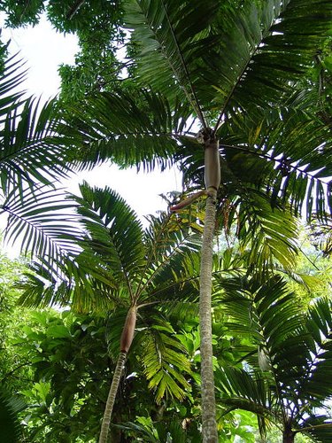 Pinanga maculata | Pinanga barnesii | Ptychosperma maculatum | Tiger ...