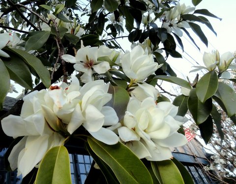 Magnolia maudiae | Michelia maudiae | Smiling Monkey Forest Tree ...
