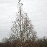 Platanus x acerifolia Exclamation!™ | Platanus acerifolia 'Exclamation ...