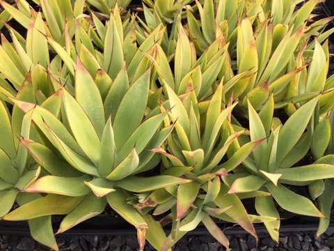 Agave 'Red Margin' | plant lust